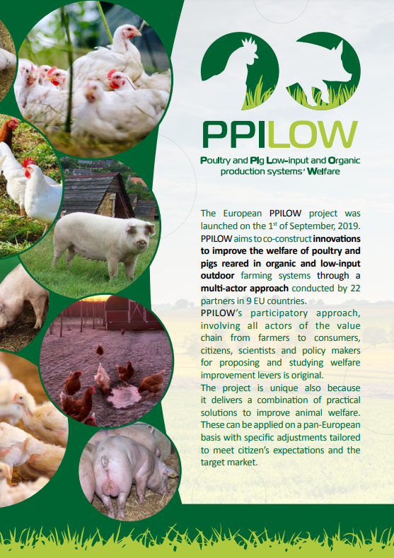 PPILOW